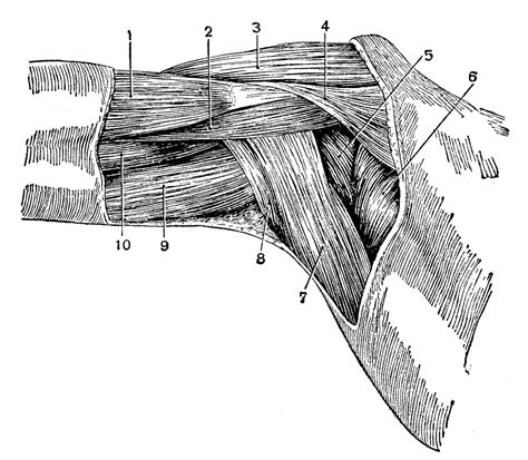 Анатомічний атлас людини Анатомічний атлас російською мовою Ru Анатомічний атлас
