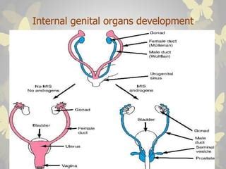 Human Hermaphrodite Organs