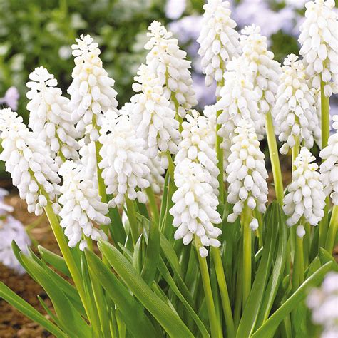 Луковичные и корневищные многолетники купить саженцы оптом и в розницу питомник Сады Урала