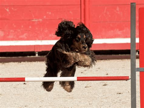 Cocker Anglais Caractère Santé éducation