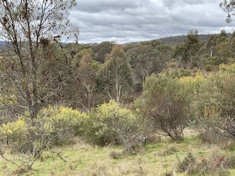 Yass Area Network Of Landcare Groups National Tree Day 27 May 2023