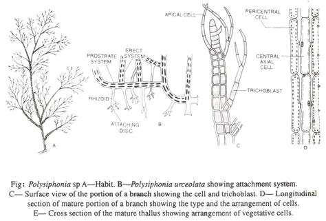 Polysiphonia Structure Of Vegetative Body And Reproduction