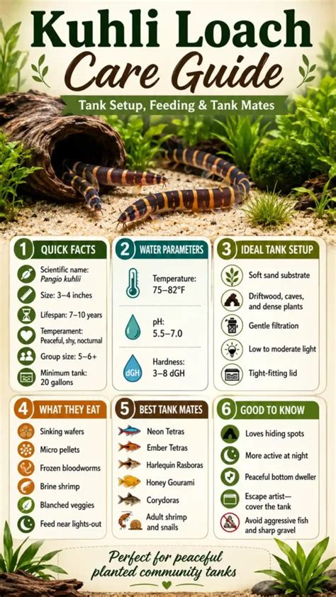 Kuhli Loach Care Guide Tank Setup Food Tank Mates And Behavior