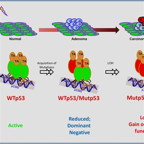 Mutant P53 Functions During The Evolution Of A Cancer Cell The