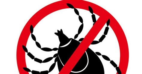 전북서 야생 진드기 물린 50대 사망 의심 증상 봤더니