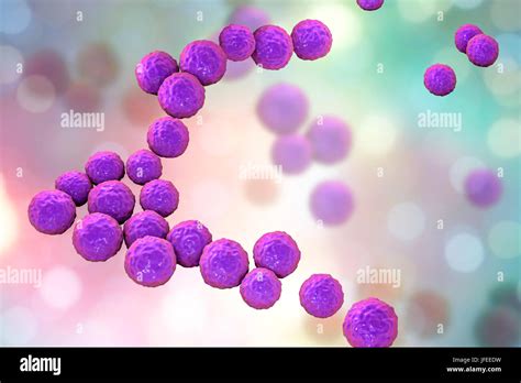 Streptococcus Faecalis
