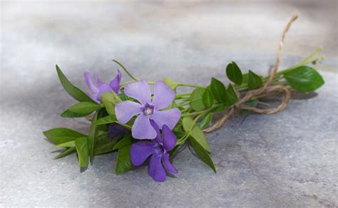 블루 작은 Periwinkle Vinca 마이너 작은 Periwinkle 야생 숲과 잘 유지 정원에서 동등하게 잘 성장한다 꽃과 나뭇잎이 가까이 약초 꽃 식물에 대한 스톡