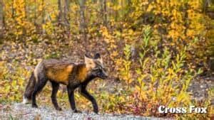 Cross Fox Habitat Behavior And Conservation Nature And Wildlife Tv