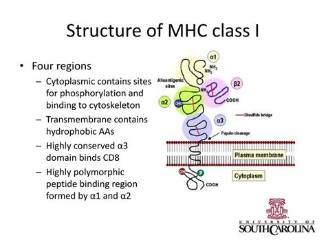 Ppt Major Histocompatibility Complex Mhc And T Cell Receptors