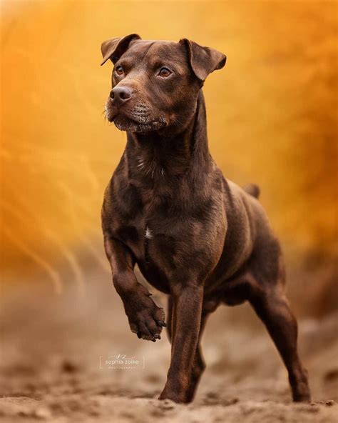 What Colour Are Patterdale Terriers
