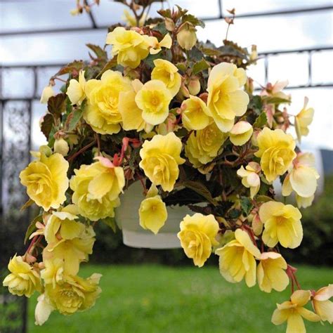 Begonia Illumination Lemon 10 Flowers Seed Lemon Flowers Flower Seeds Plants For Hanging