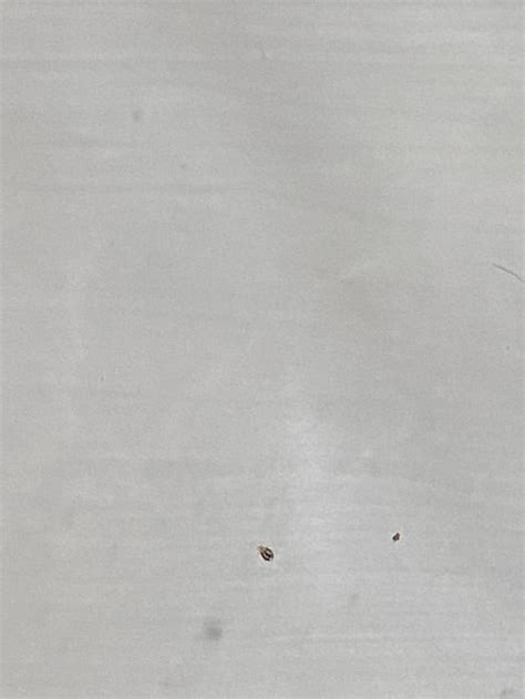 So Tiny Cant Really Tell R Bedbugs