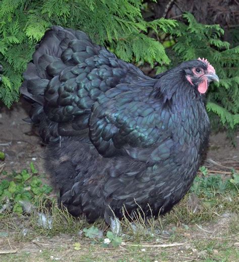 Poule Noire Dans Lherbe Black Cochin Chicken Black Orpington Black