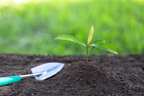 토양과 심기 숟가락에서 성장 모종 세계 환경의 날 개념 환경 친화적 인 식물 나무를 성장할 묘목을 돌보는 지구 온난화를 줄이기