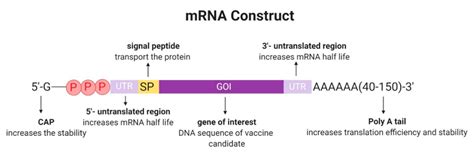 a typical mrna construct with supporting untranslated regions poly a