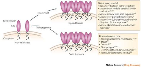 The Fn14 Gene Is Highly Regulated In Vivo In Most Normal Healthy Download Scientific Diagram