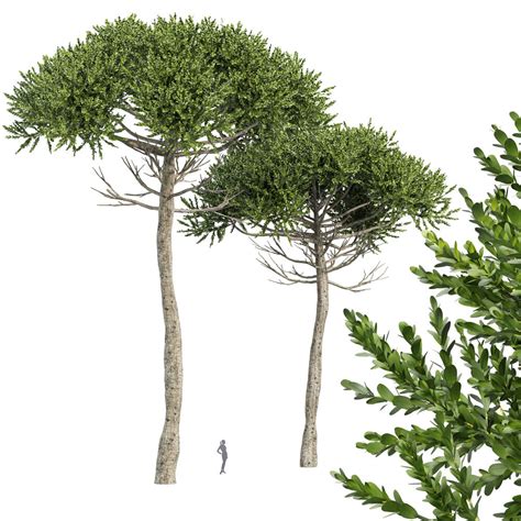 Two Trees Araucaria Araucana 3d Model Download Trees On
