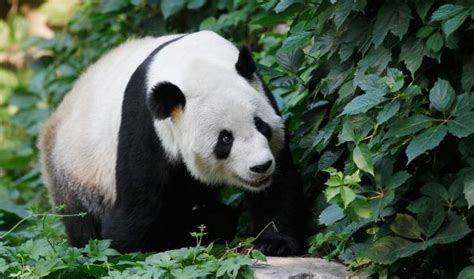 Video 8 Minutes Of The Best Panda Sex Youll See Today Uk