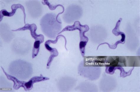 Trypanosomes Cause Of African Sleeping Sickness Trypanosoma Gambiense