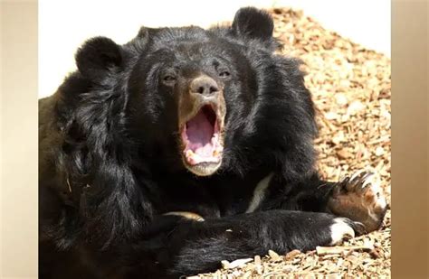 Moon Bear Description Habitat Image Diet And Interesting Facts