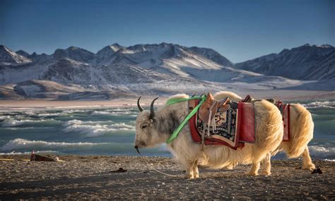 Yak Pictures Az Animals