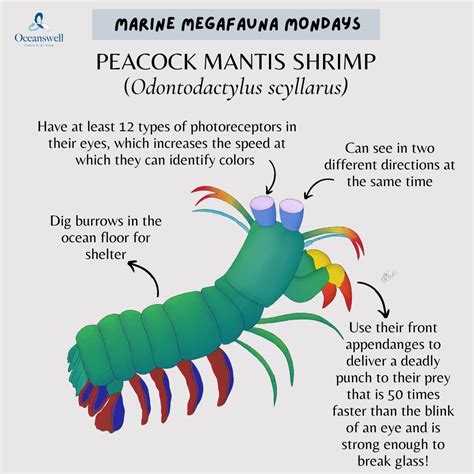 Mantis Shrimp Punch Breaking Glass