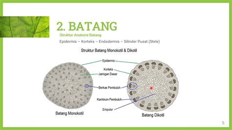 Detail Gambar Anatomi Akar Batang Dan Daun Koleksi Nomer 4