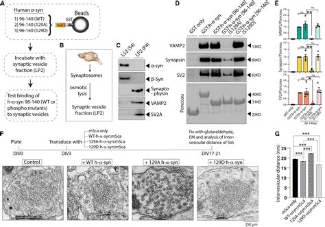 Serine 129 Phosphorylation Of α Synuclein Is An Activity Dependent Trigger For Physiologic