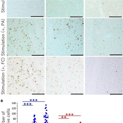 Immunohistochemical Analysis Of C Fos Expression In Dms After 1 H Of Download Scientific