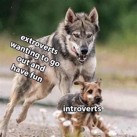 50 Introvert Vs Extrovert Memes That Will Make You Howl With Laughter Artofit