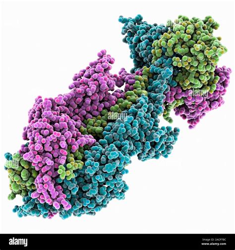 Herpesvirus Surface Protein Molecule Molecular Model Of Glycoprotein B Envelope Protein From