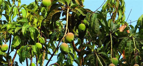 List Of 10 When To Prune A Mango Tree
