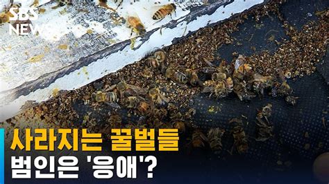 꿀벌 사라지고 떼죽음…체액 빨아먹는 응애 안 죽어 Sbs Youtube