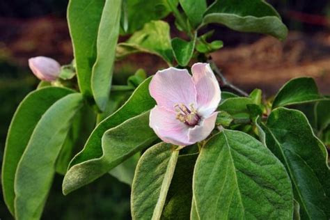 Quittenbaum Bilder Bläddra Bland 205 Stockfoton Vektorer Och Videor