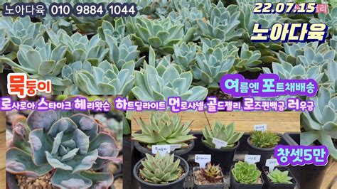 노아다육3탄묵둥이창모듬셋로사로아스타마크먼로샤넬골드젤리로즈퀸백금러우금헤리왓슨하트딜라이트둥근잎택배 010