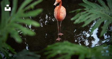물웅덩이에 서 있는 분홍색 플라밍고 사진 Unsplash의 무료 홍학 이미지