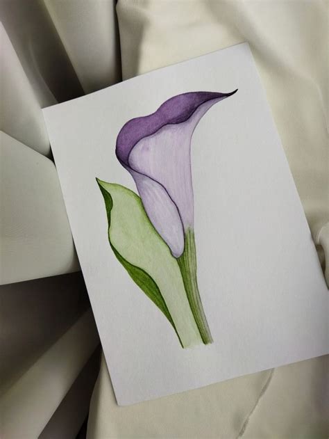 Каллы цветок