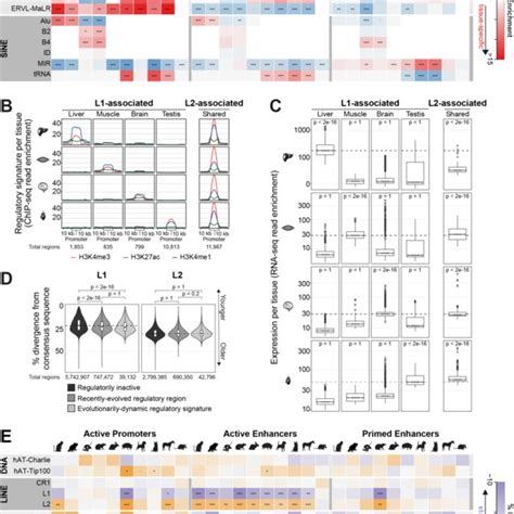 Tissue Specific Enhancers Are Associated With Tissue Specific And Download Scientific Diagram