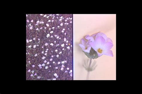 Largeflower Linanthus Photos Page 1