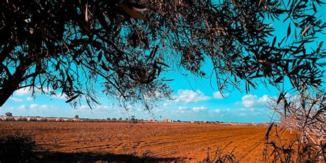 나무와 푸른 하늘을 배경으로 한 흙밭 사진 Unsplash의 무료 모스타가넴 이미지