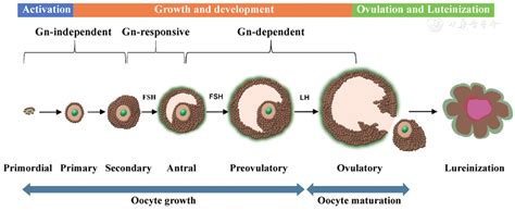 Role Of Glucose Metabolism And Signaling Pathways At Different Stages