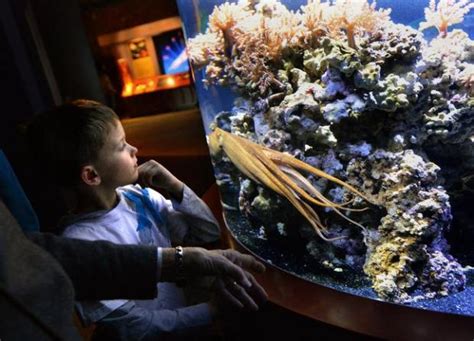Five Must See Monterey Bay Aquarium Exhibits The Mercury News