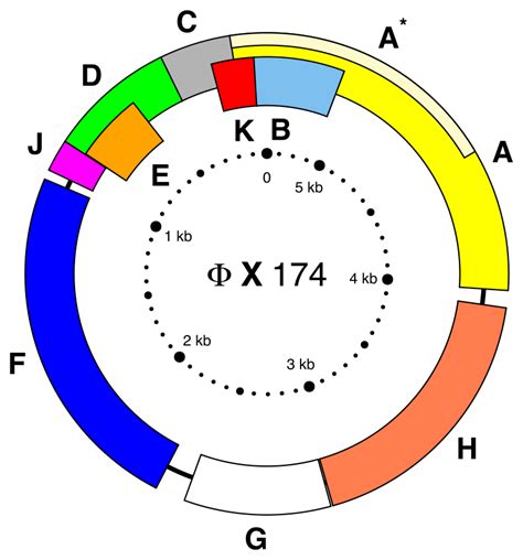 Difference Between Ssdna And Dsdna Compare The Difference Between