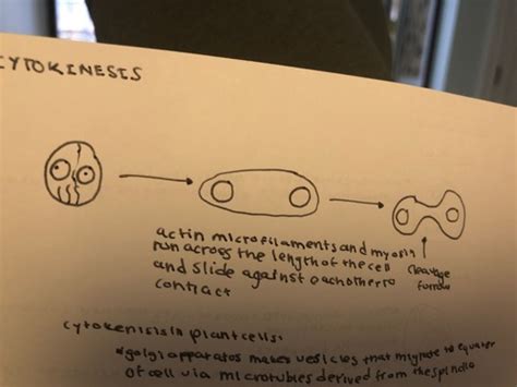 Unit 3 Chapter 8 Flashcards Quizlet