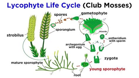 Bryophytes Life Cycle Bryophytes