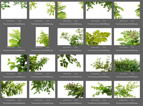 Green Tree Branch Digital Photo Overlays For Photoshop FilterGrade