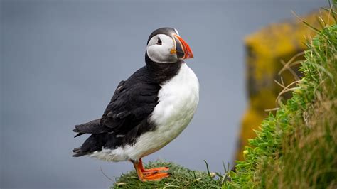 Closeup View Common Puffin Bird Short Black Red Beak Wildlife Birds Wallpaper Sky Background 4k
