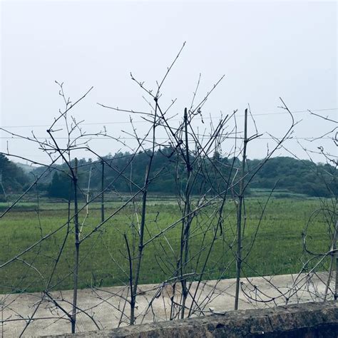 農家菜園子 每日頭條