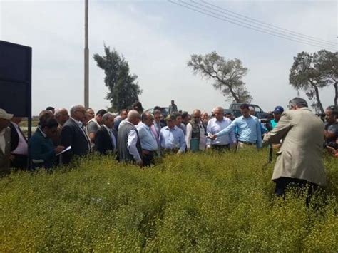 الزراعة استنباط أصناف من الفول عالية الإنتاجية ومقاومة لـالهالوك