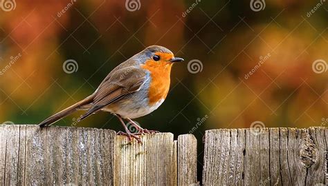 Robin Bird Animal Ai Generated Stock Illustration Illustration Of